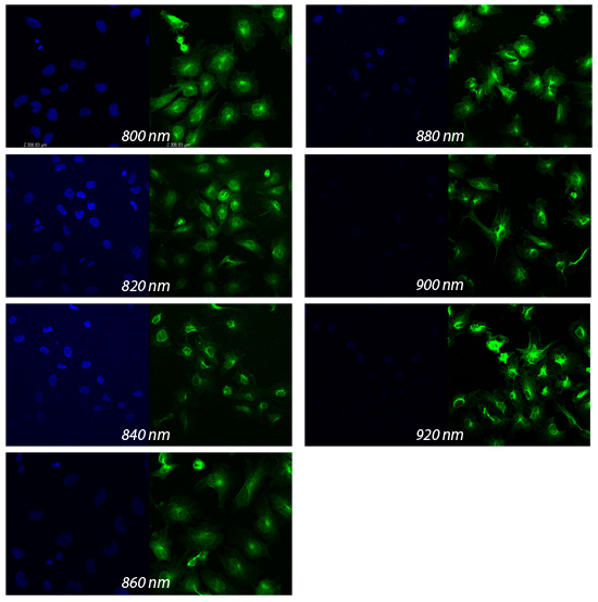 Olympus FV1000 MPE Multiphoton Laser Scanning Microscope | USF Health